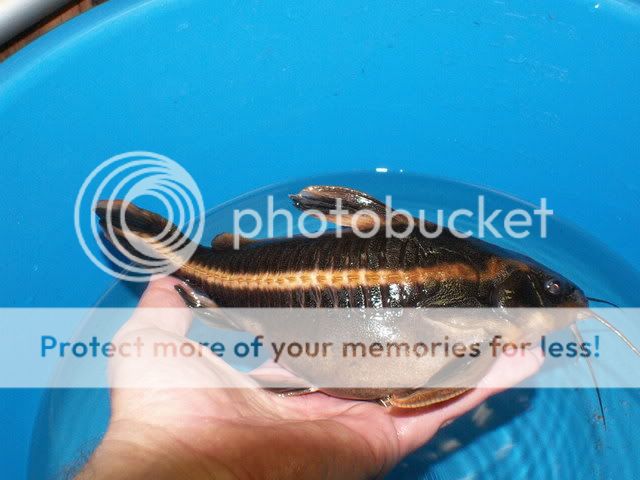 Striped Raphael Catfish | MonsterFishKeepers.com