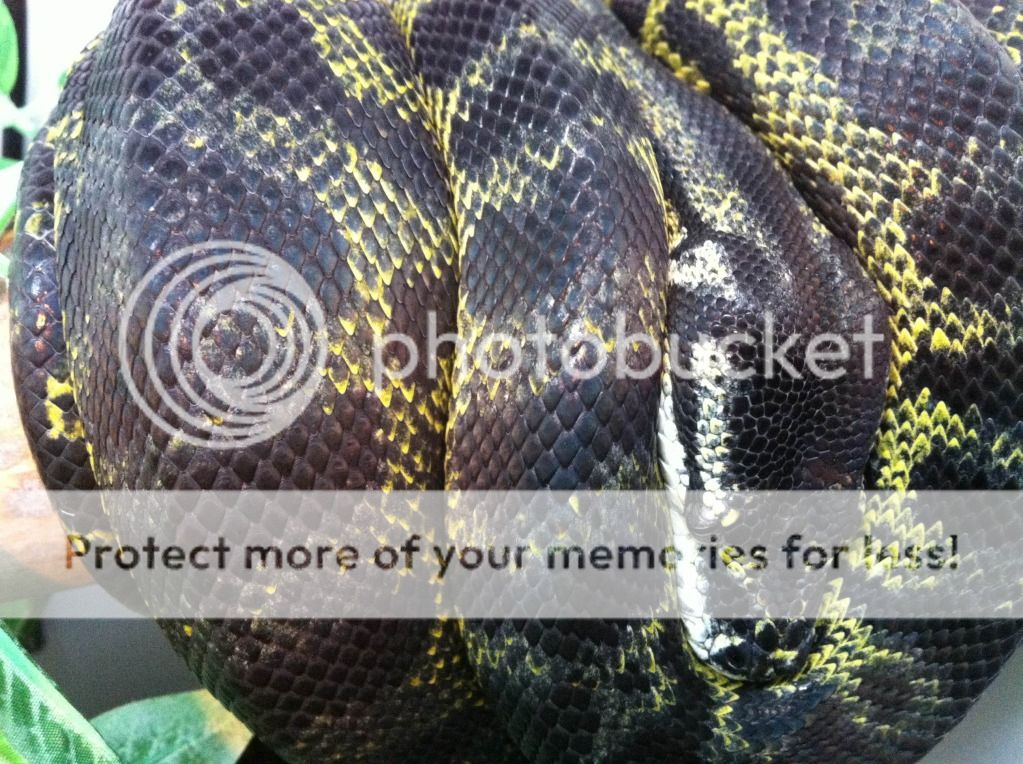 W Midlands - Carpondro pair for sale | Reptile Forums