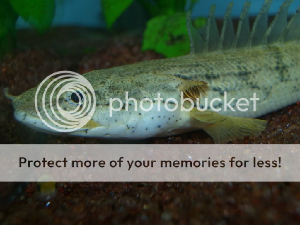 Polypterus endlicheri congicus | MonsterFishKeepers.com