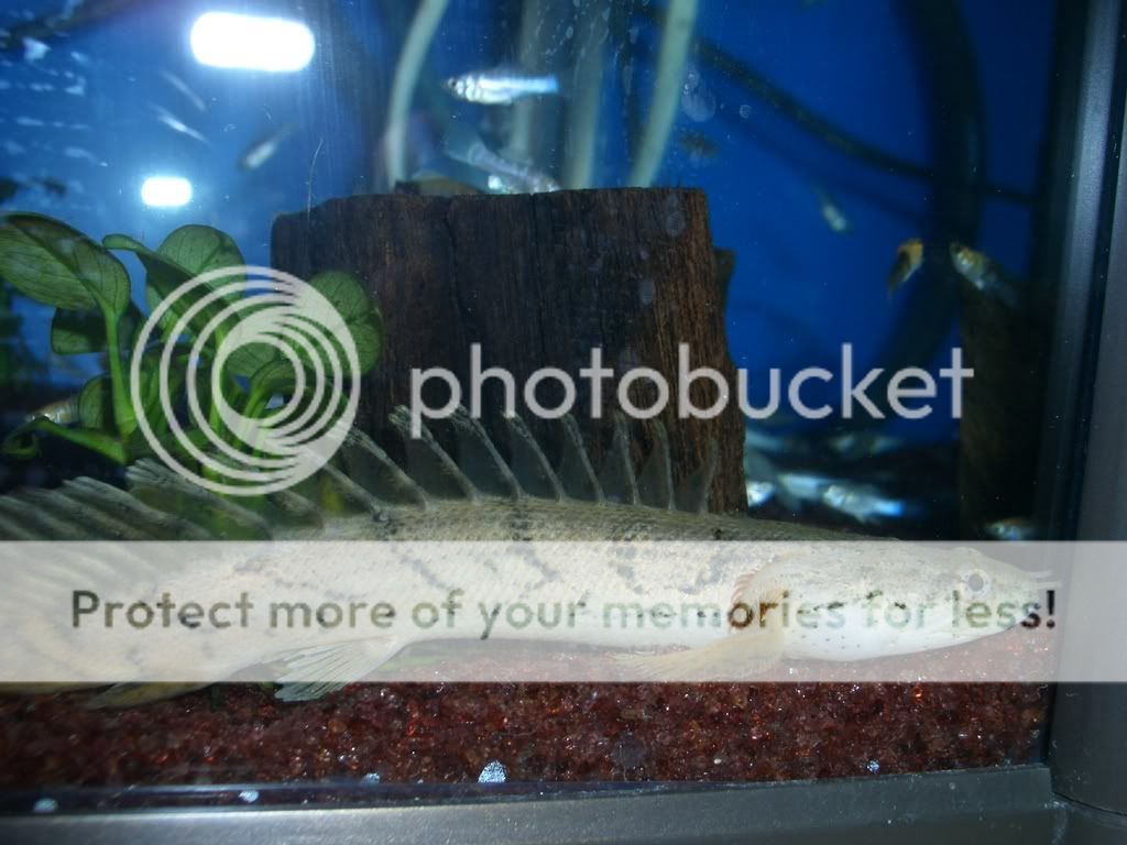 Polypterus endlicheri congicus | MonsterFishKeepers.com