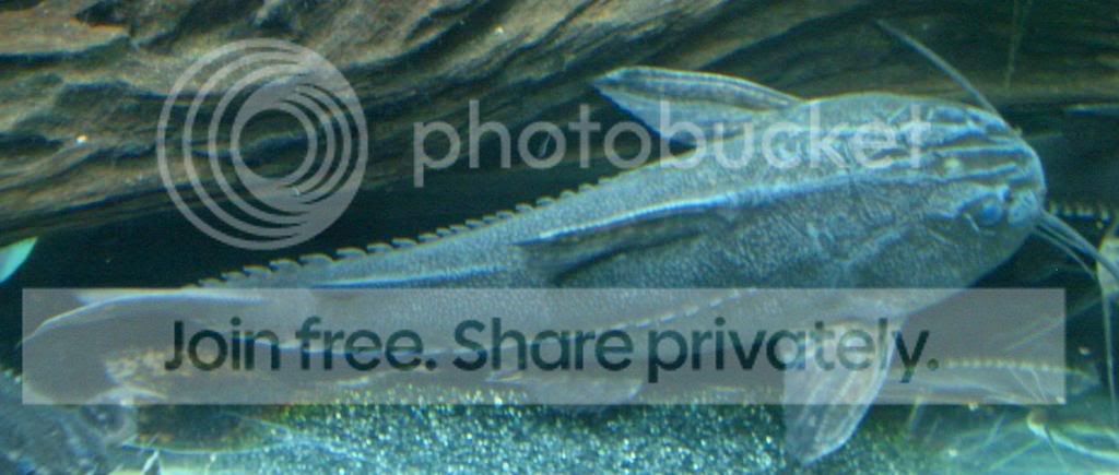 My family Doradidae Catfish collection | MonsterFishKeepers.com