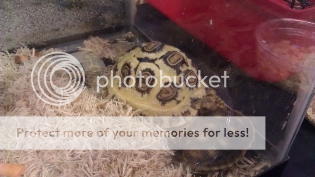 BLONDE, HIGH WHITE, SNOW, LEOPARD | Tortoise Forum