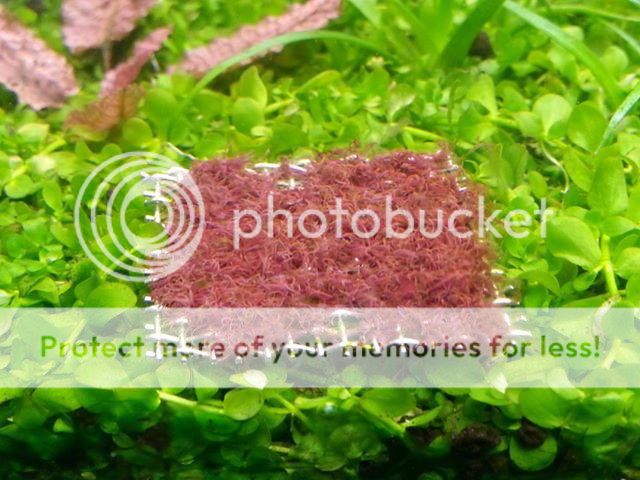 Red Moss? | The Planted Tank Forum
